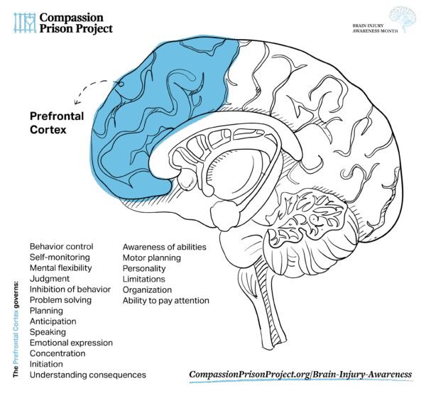 Trauma and the Brain - Compassion Prison Project